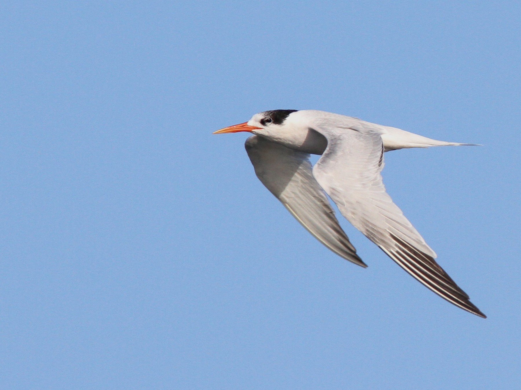 Elegant Tern - eBird
