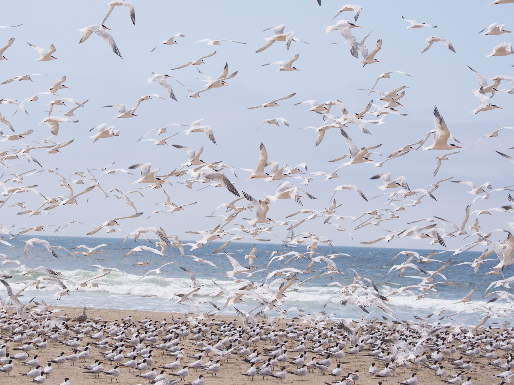 Elegant Tern - eBird