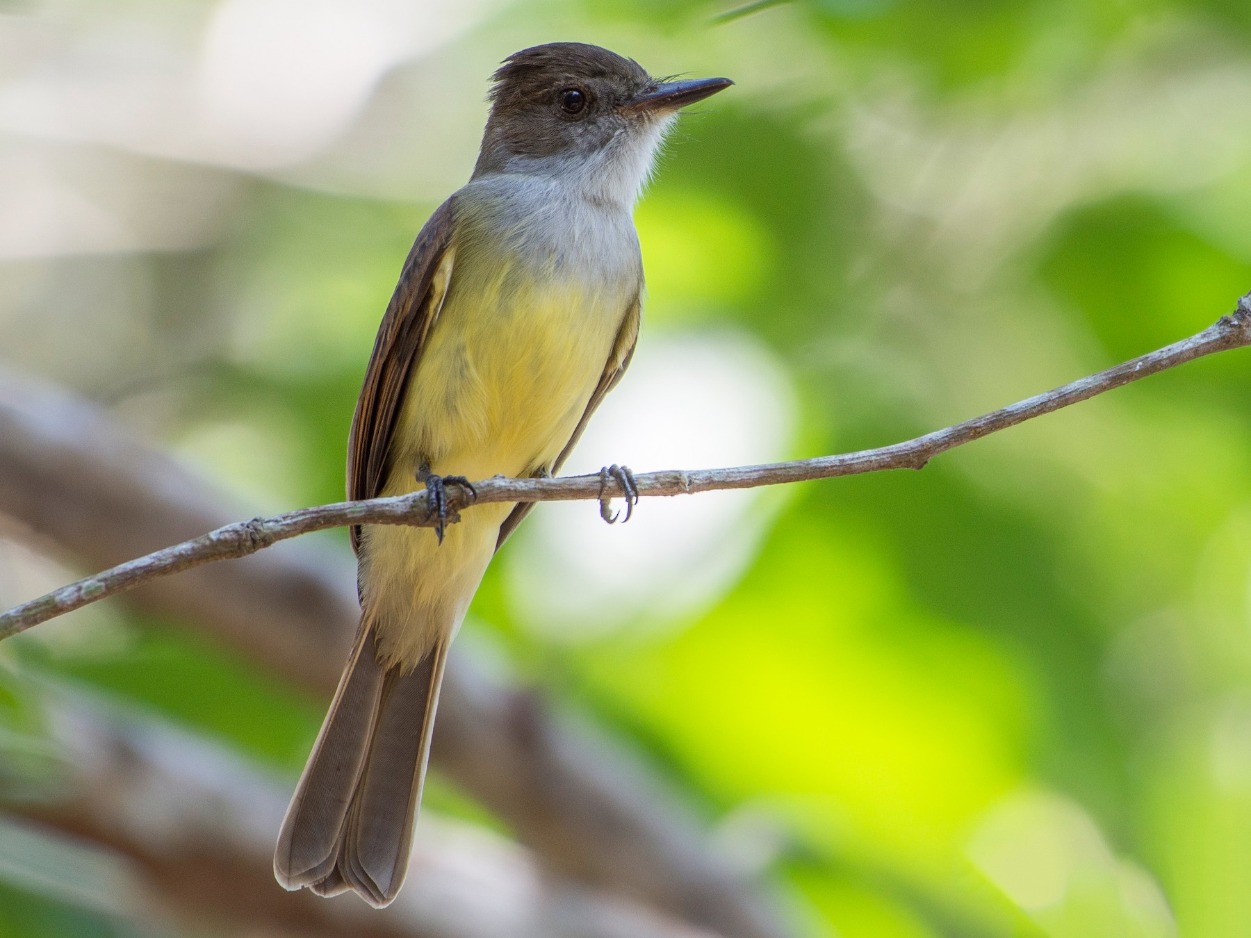 Dusky-capped Flycatcher - eBird