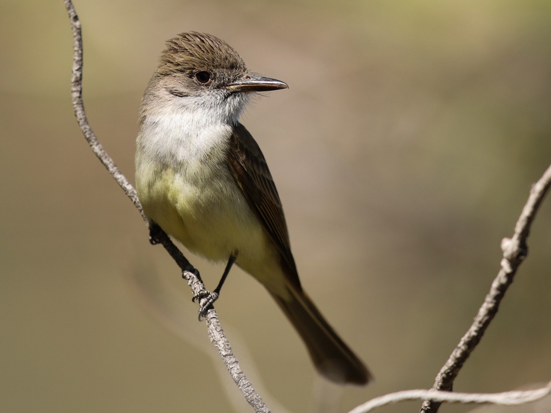 Dusky-capped Flycatcher - eBird