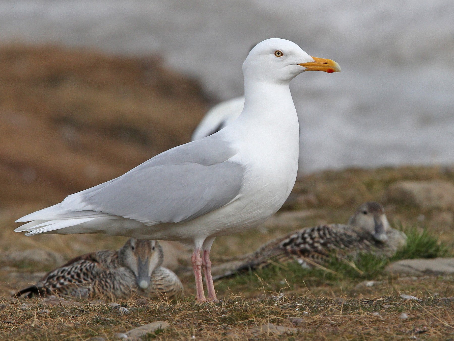 Glaucous Gull - eBird Canada