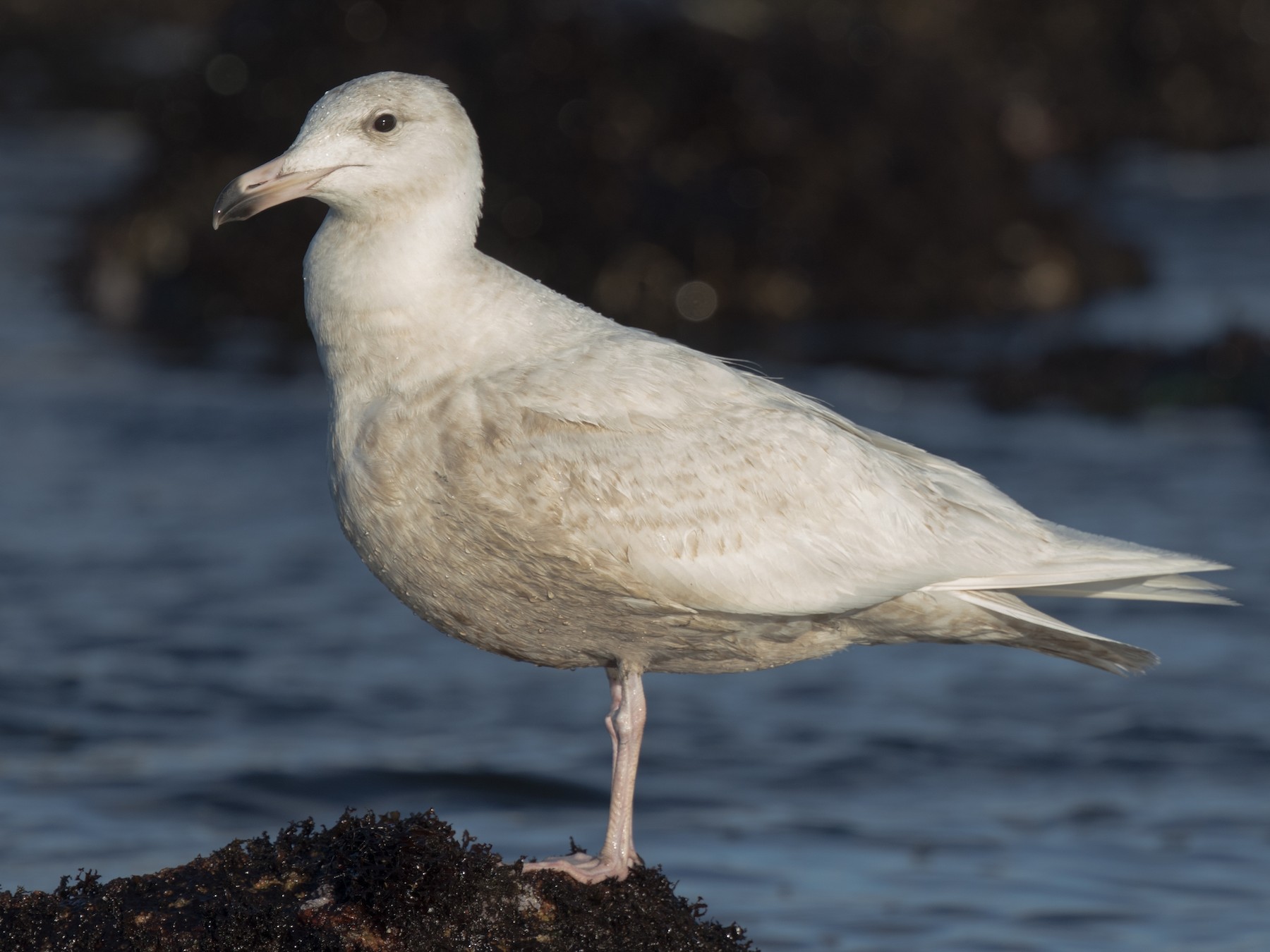 Glaucous Gull - eBird