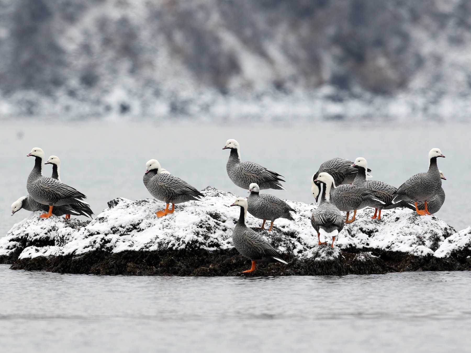 Emperor Goose - eBird
