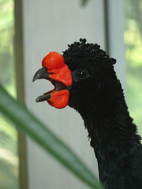 Photos - Wattled Curassow - Crax globulosa - Birds of the World