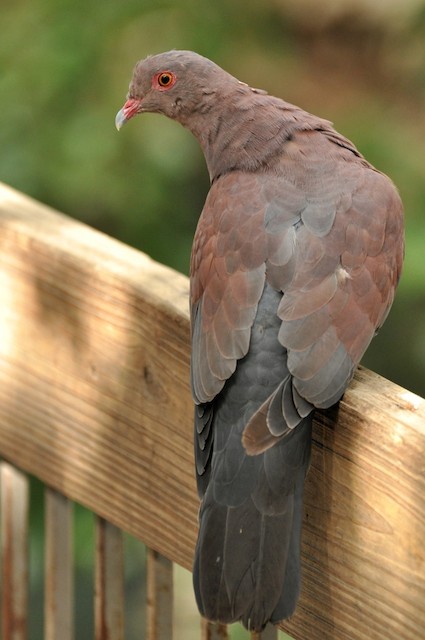 Photos - Peruvian Pigeon - Patagioenas oenops - Birds of the World