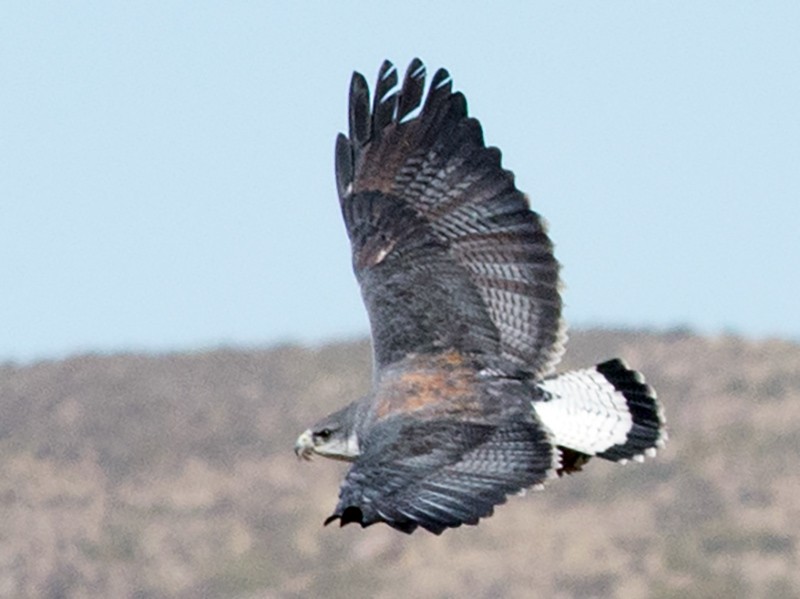 Variable Hawk - eBird