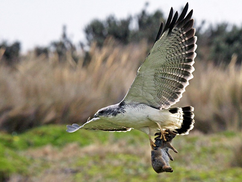 Variable Hawk - eBird