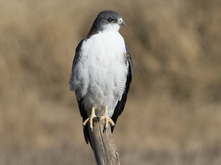 Variable Hawk - eBird