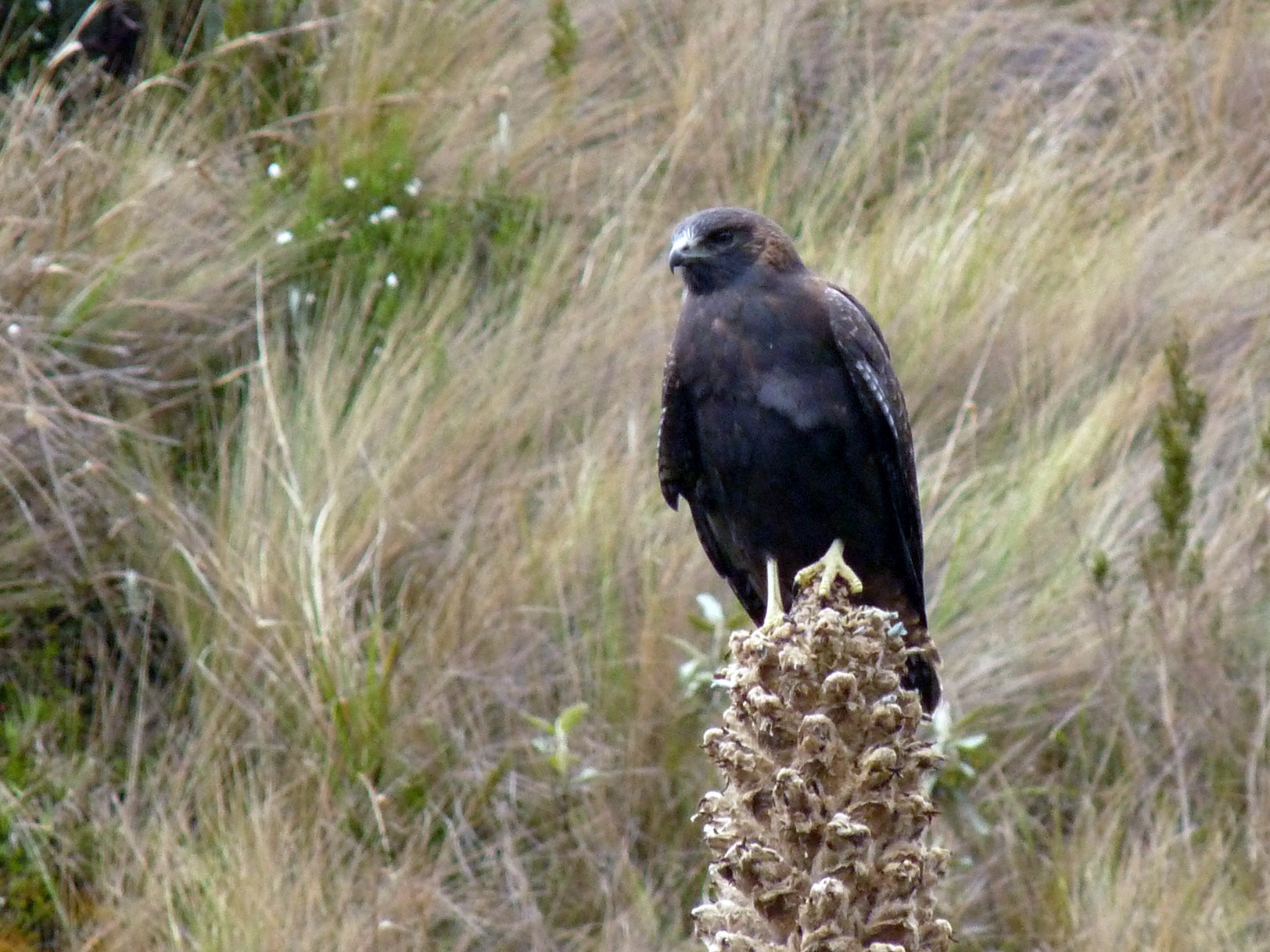 Variable Hawk - eBird