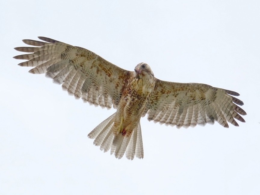 Variable Hawk - eBird