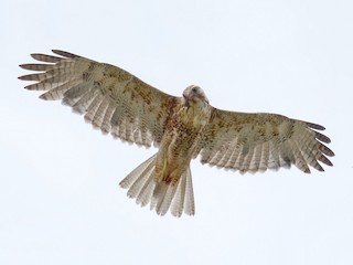 Variable Hawk - eBird