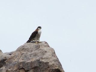 Variable Hawk - eBird
