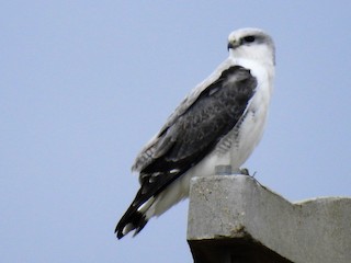 Variable Hawk - eBird