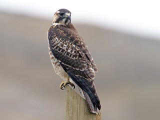 Variable Hawk - eBird