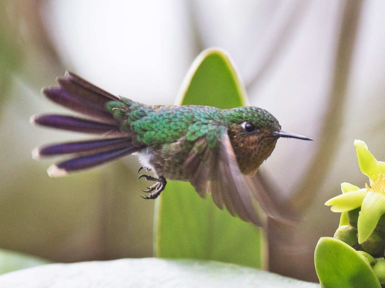 Colibrí Verde Colirrojo - eBird