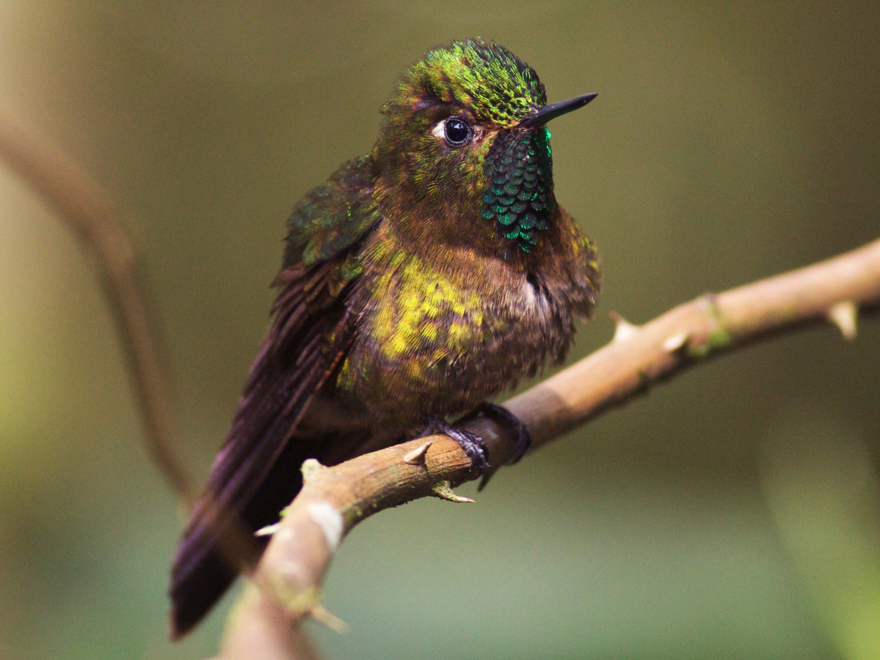 Tyrian Metaltail - eBird