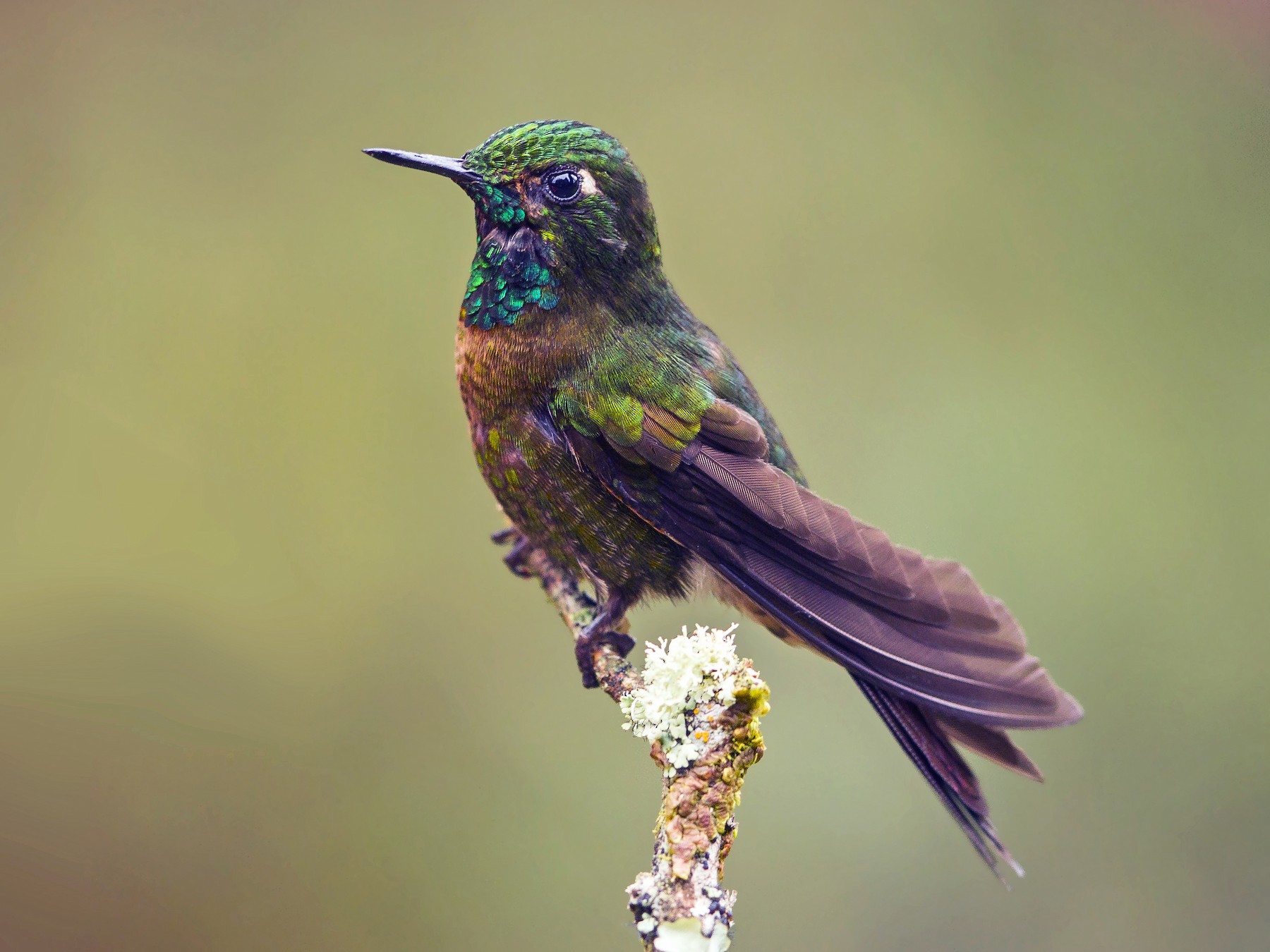 Tyrian Metaltail - eBird