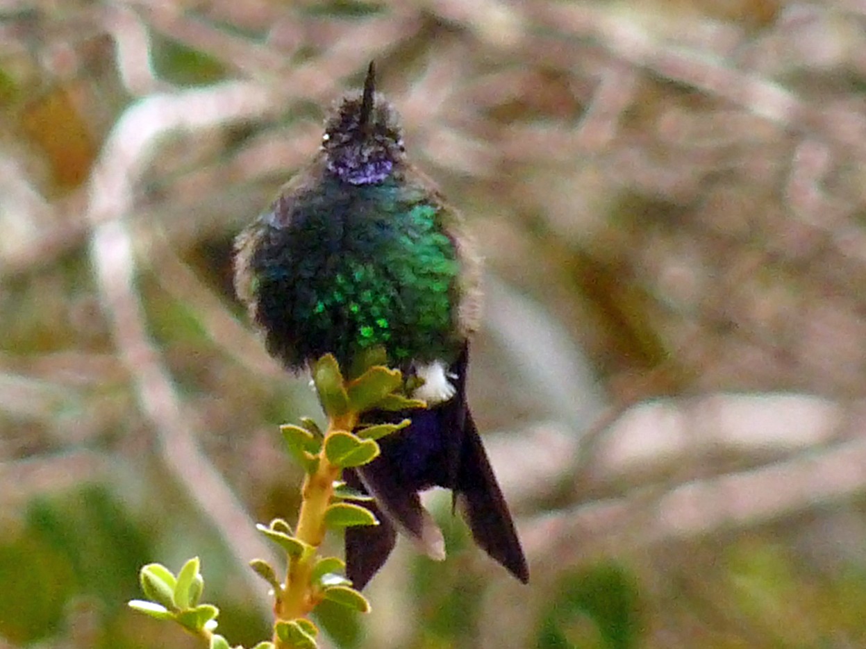 Glowing Puffleg - eBird