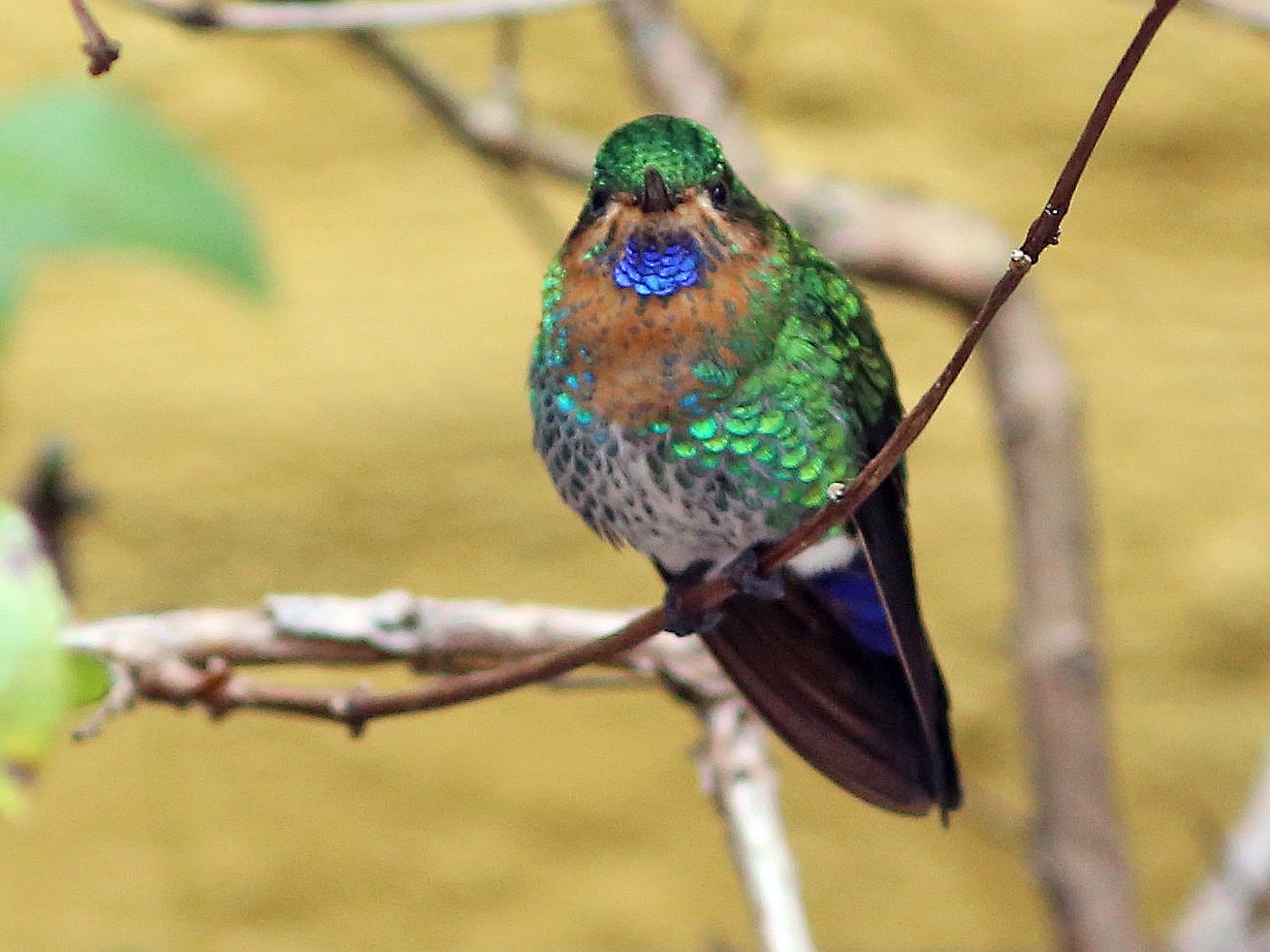 Glowing Puffleg - eBird