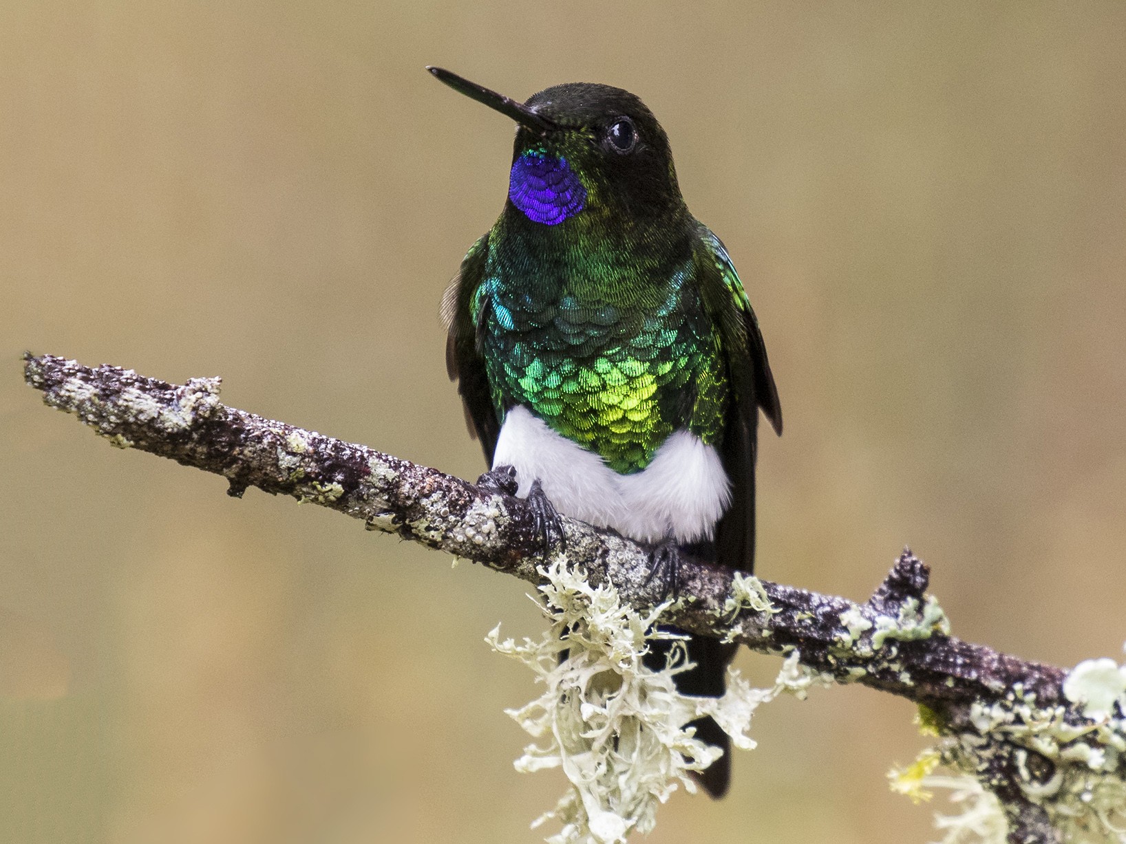 Glowing Puffleg - eBird