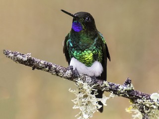Glowing Puffleg - eBird