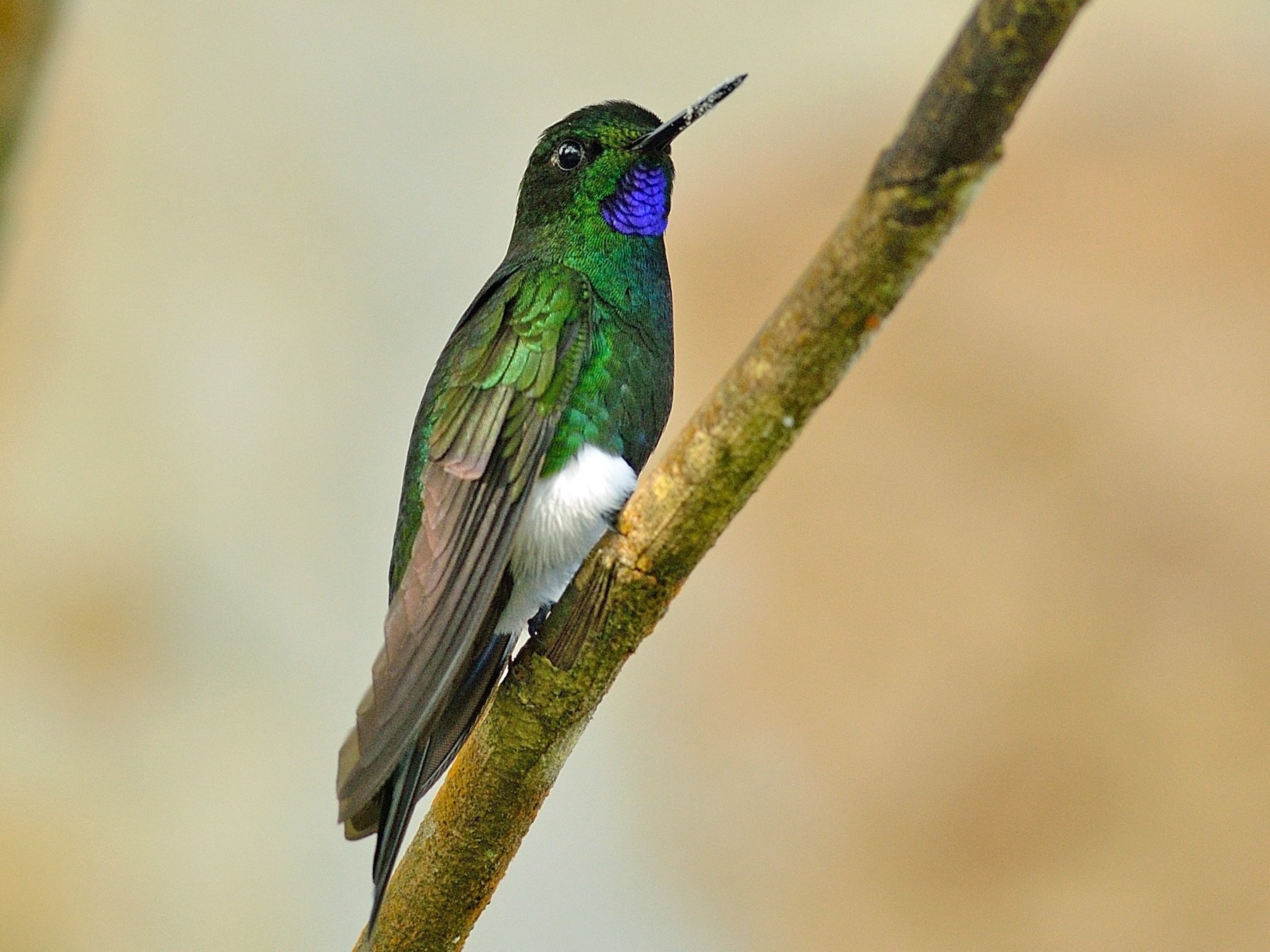 Glowing Puffleg - eBird