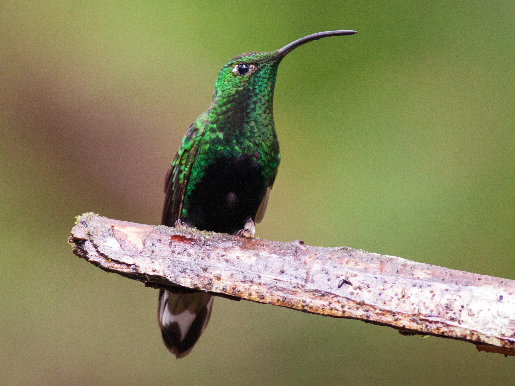 Colibrí Aterciopelado - eBird