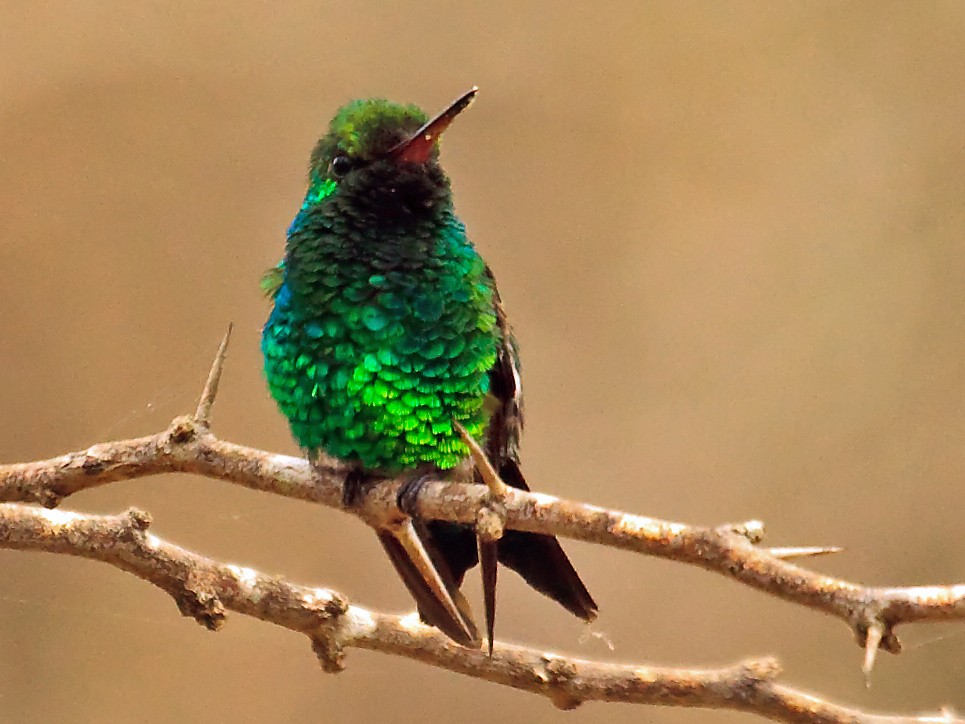 Red-billed Emerald - eBird