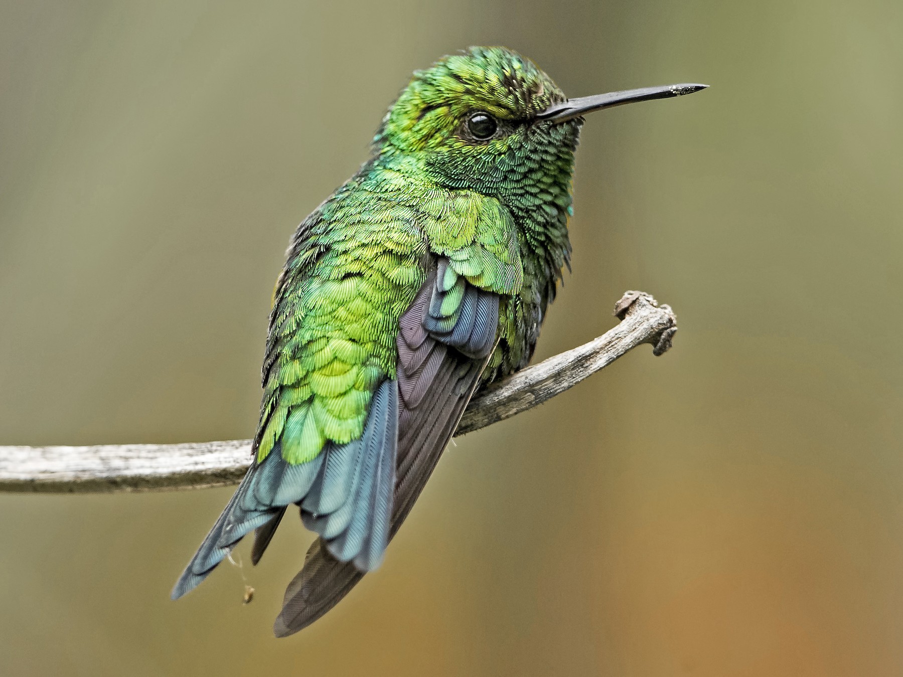 Red-billed Emerald - eBird