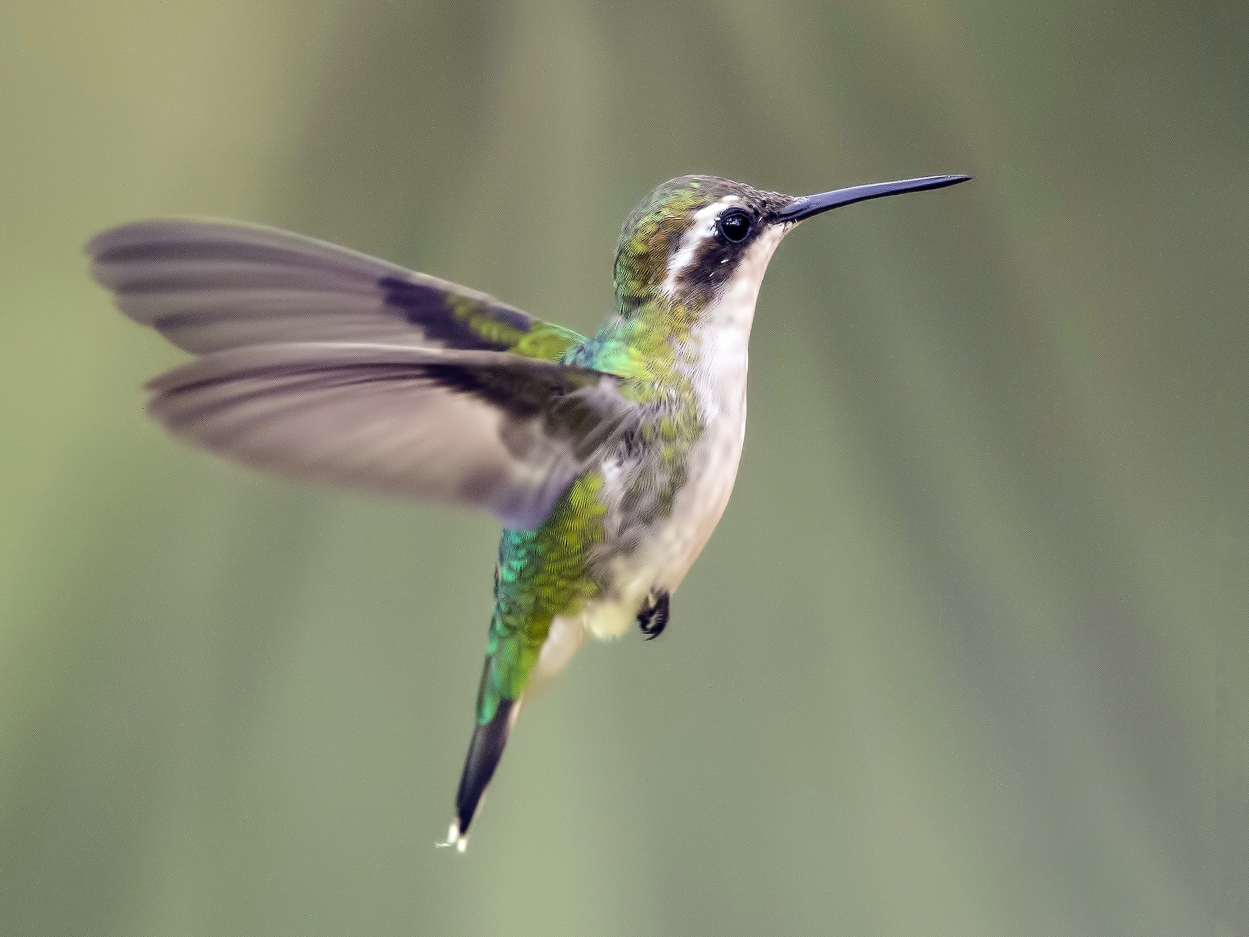 Red-billed Emerald - eBird