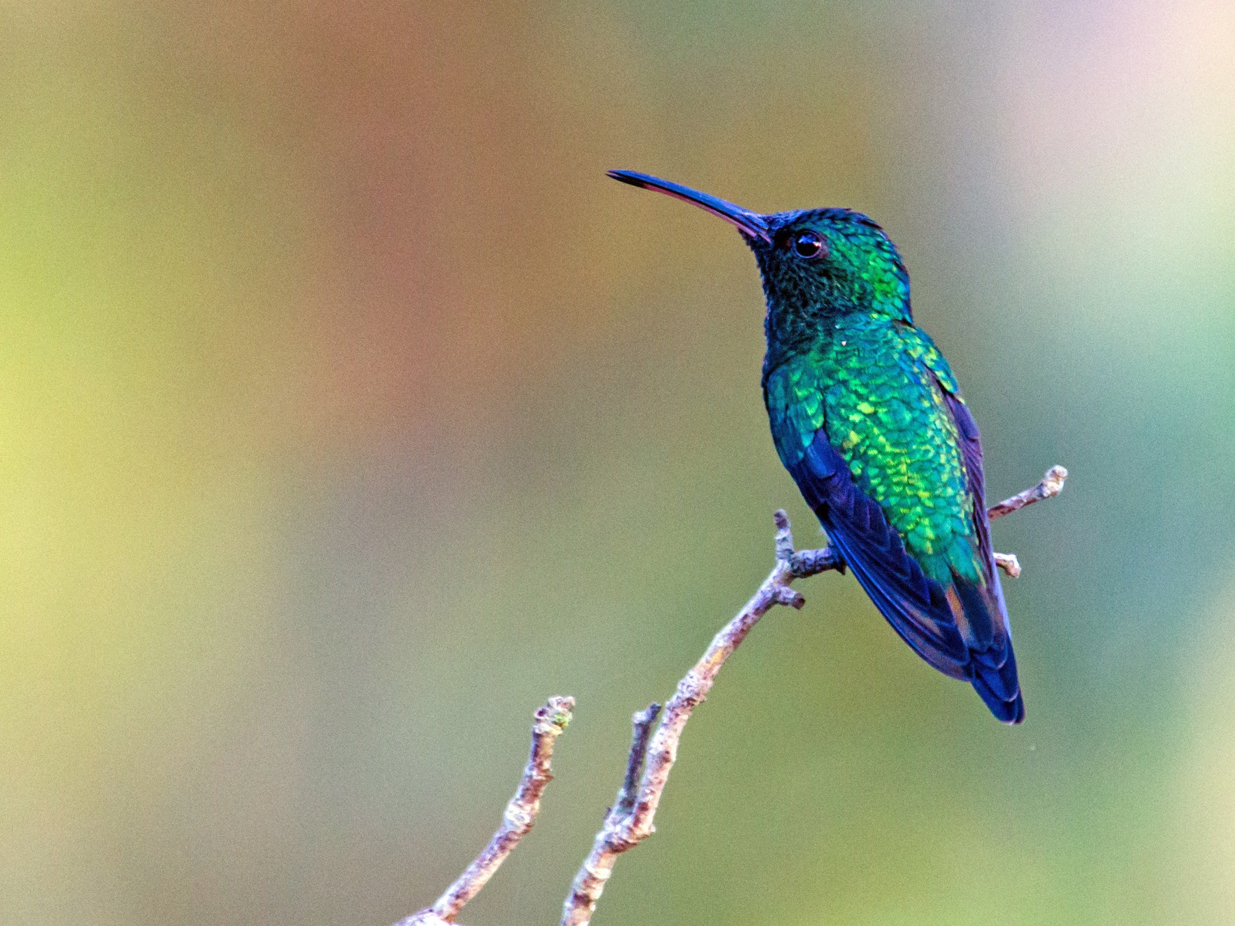 Shining-green Hummingbird - eBird