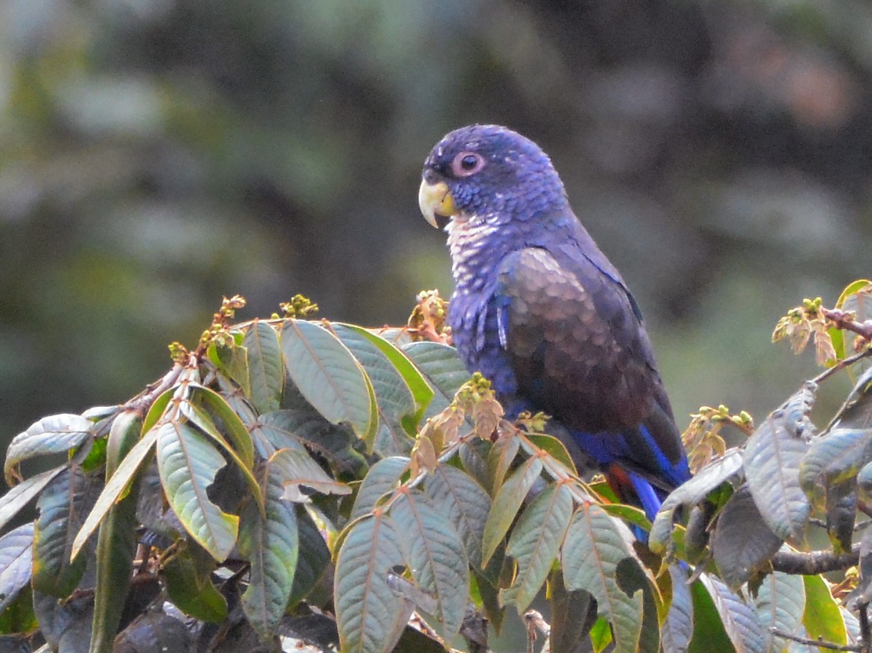 Bronze Winged Pionus
