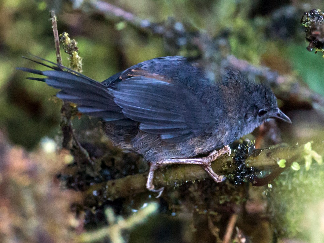 Ash-colored Tapaculo - Myornis senilis - Birds of the World