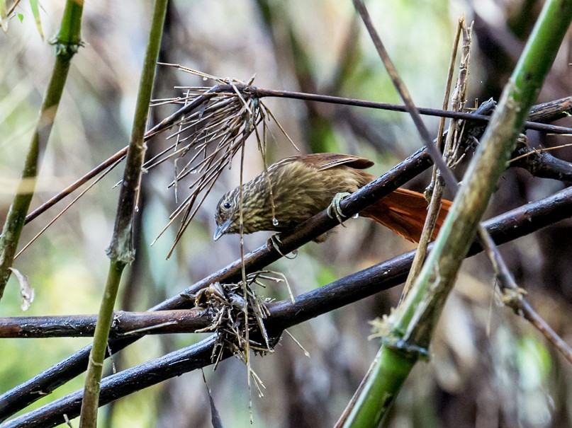 Striped Treehunter - eBird