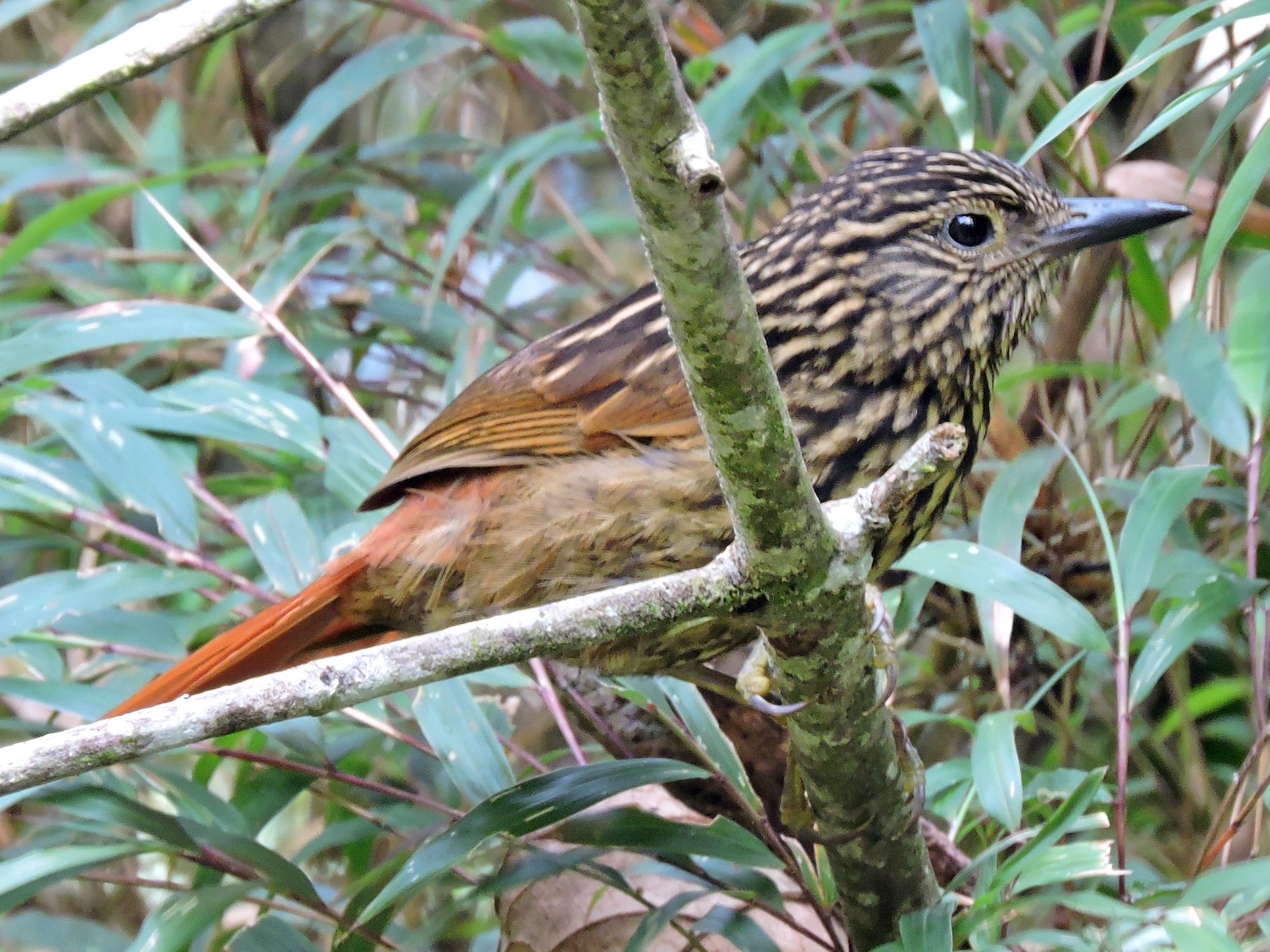 Striped Treehunter - eBird