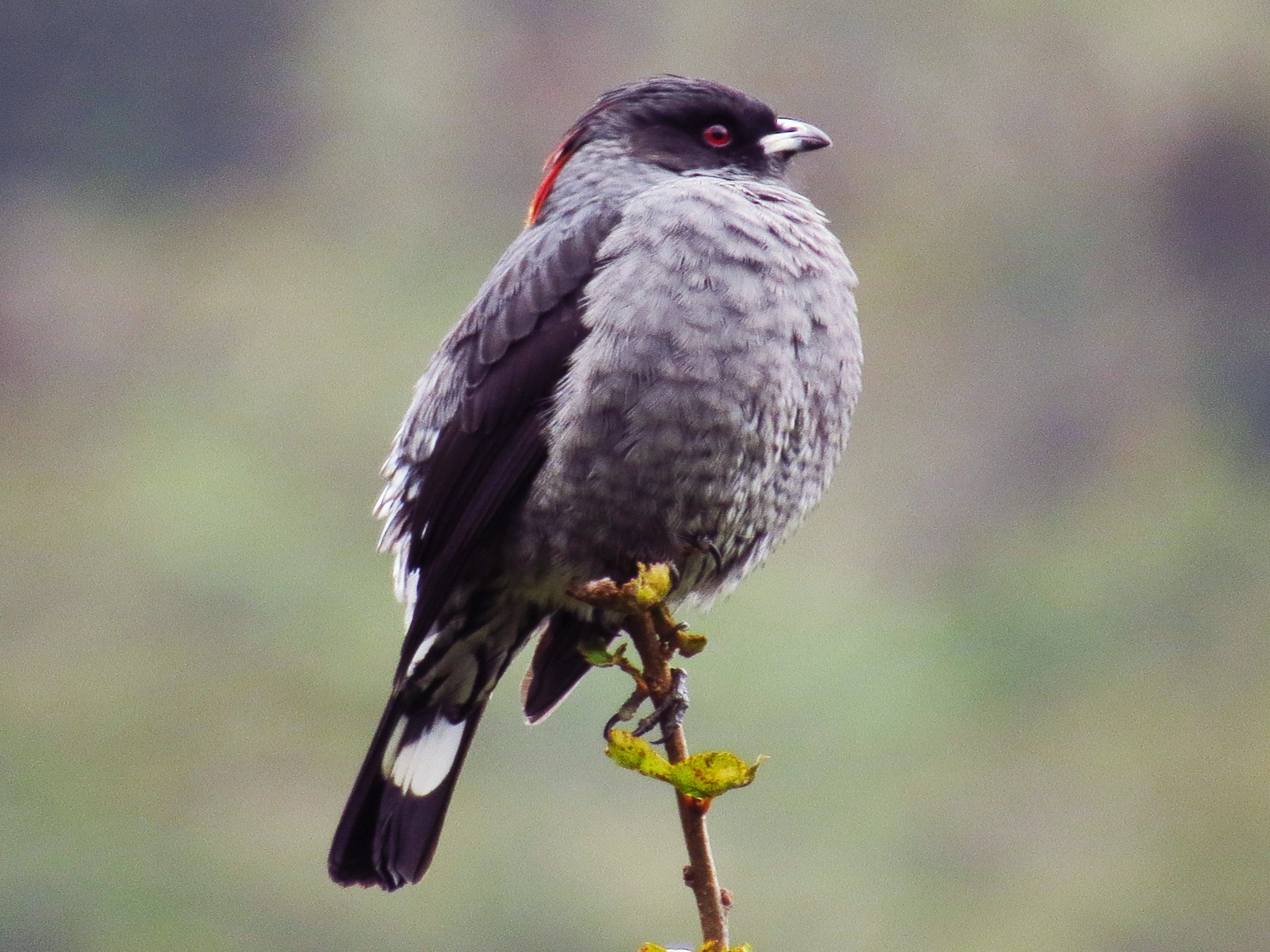 Red-crested Cotinga - eBird