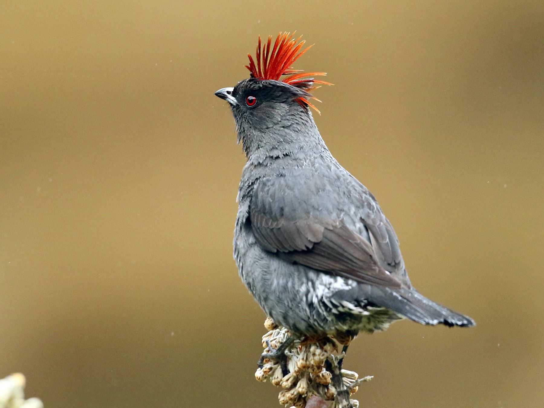 Red-crested Cotinga - eBird