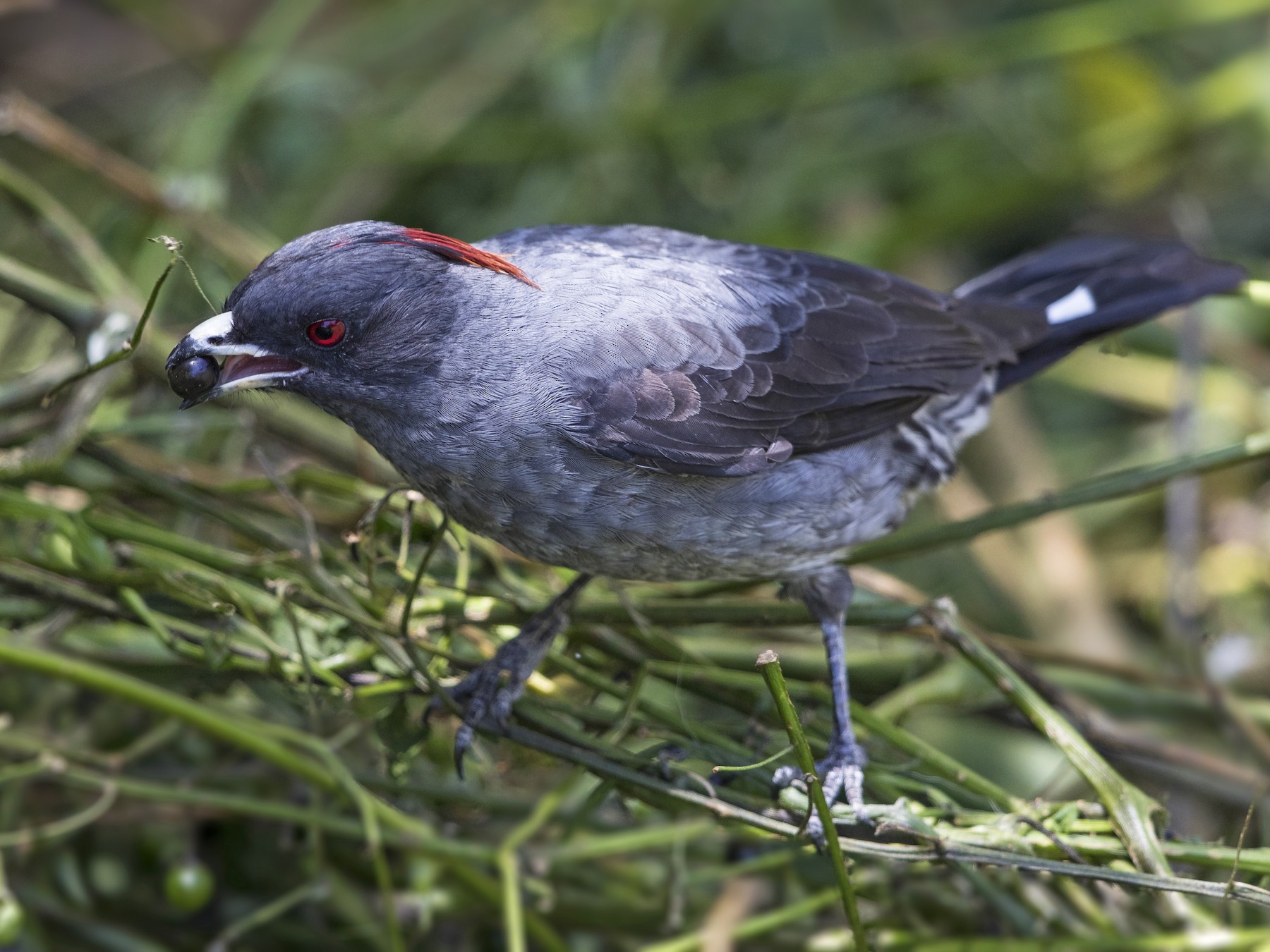 Red-crested Cotinga - eBird