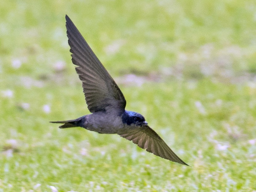 Brown-bellied Swallow - eBird