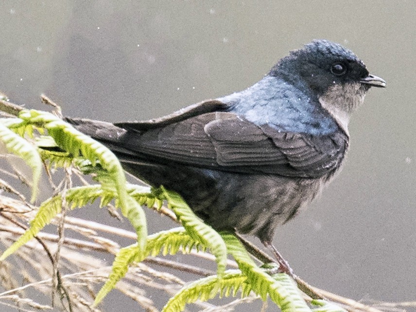 Brown-bellied Swallow - eBird