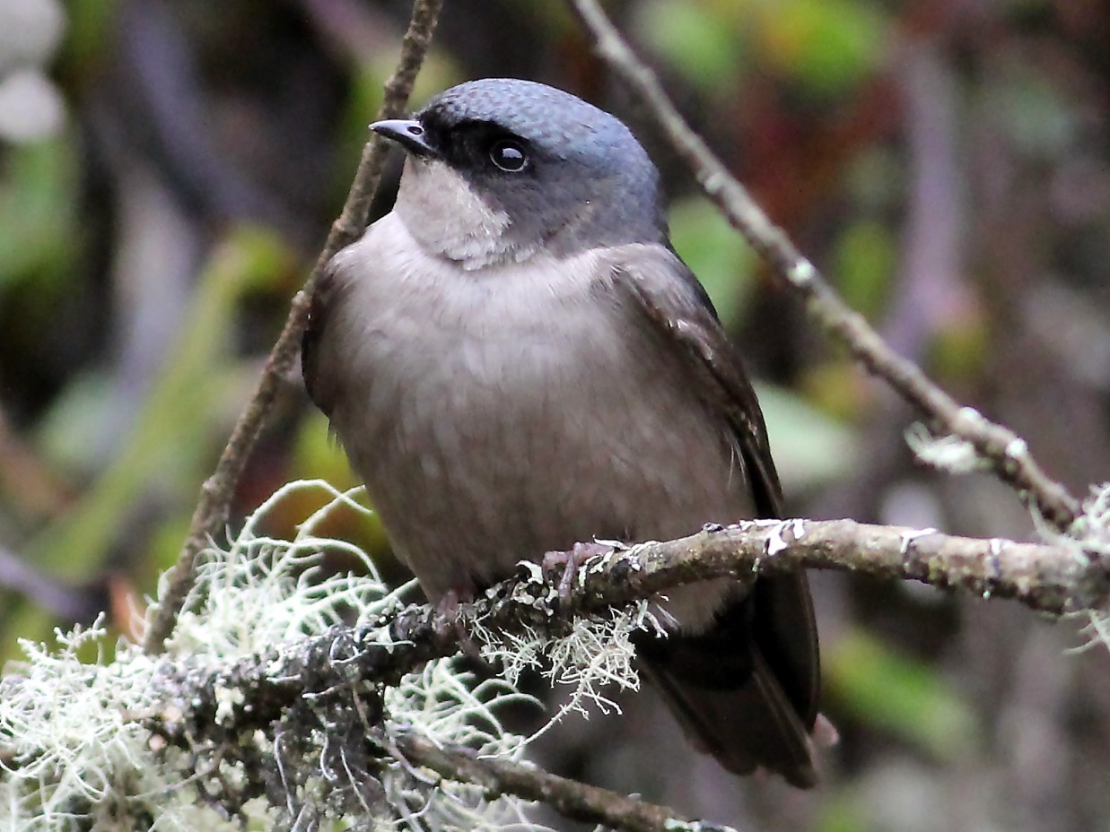Brown-bellied Swallow - eBird