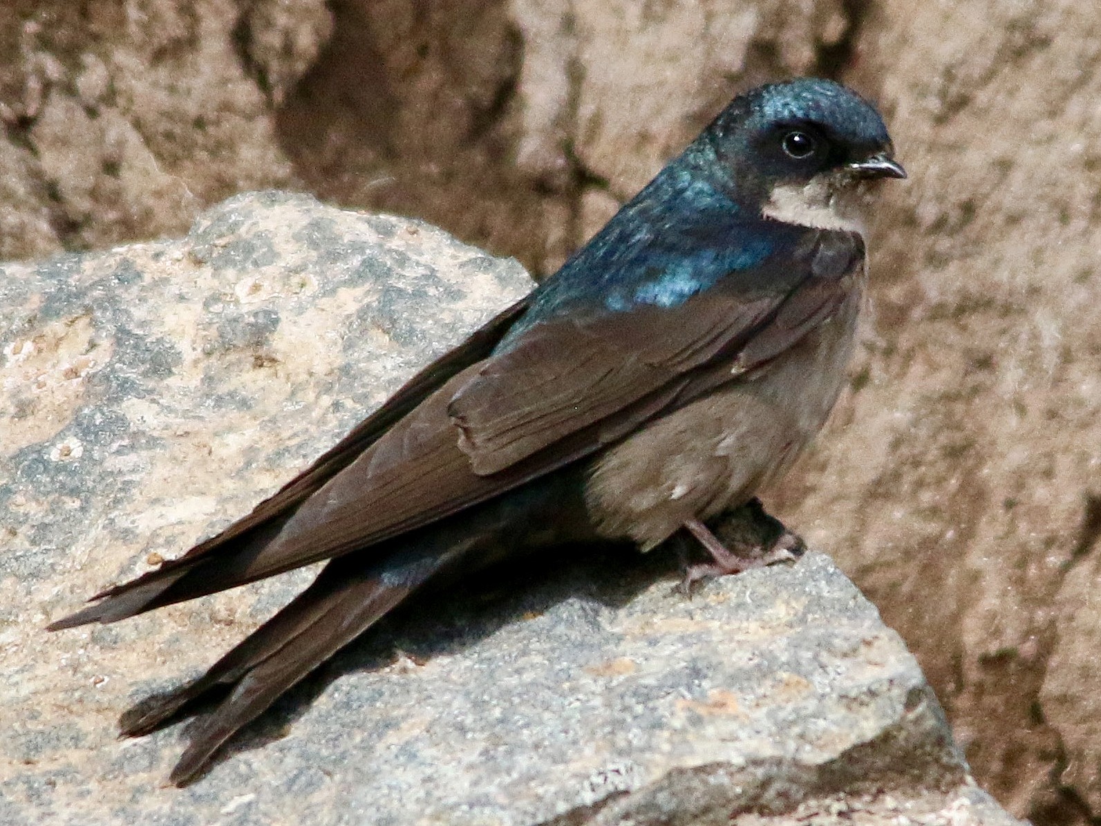 Brown-bellied Swallow - eBird