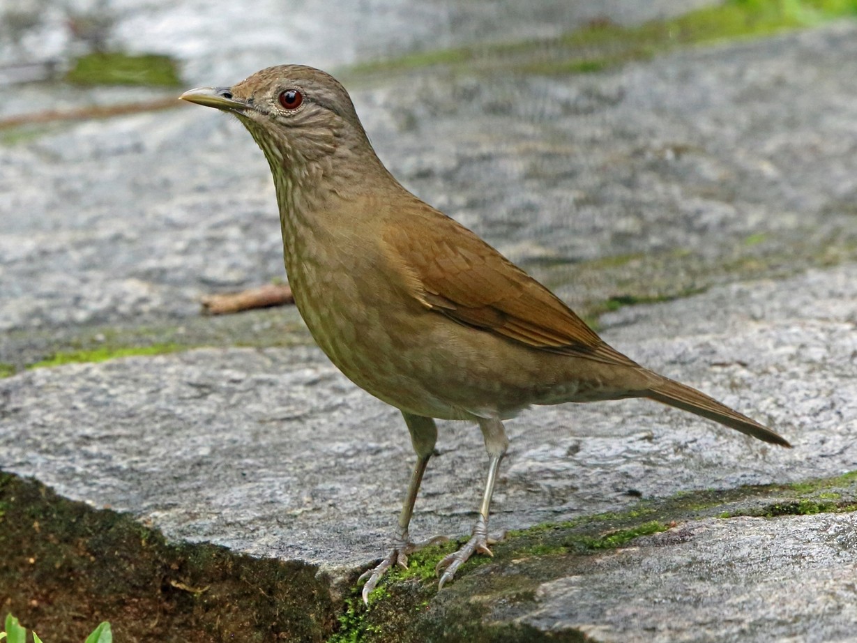 Pale-breasted Thrush - eBird