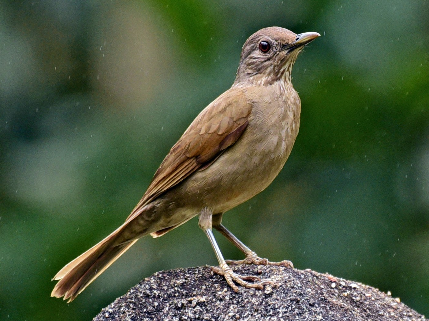 Pale-breasted Thrush - eBird