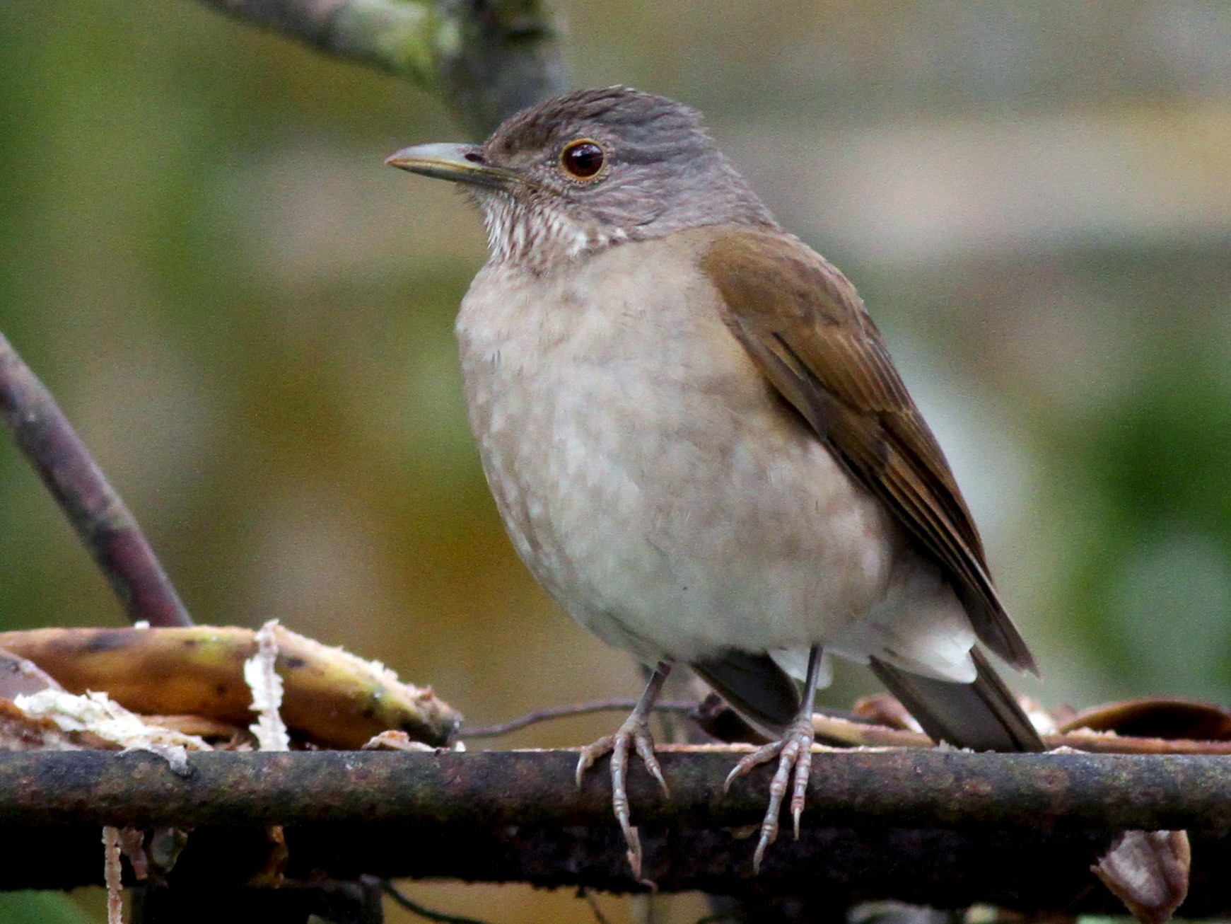 Pale-breasted Thrush - eBird