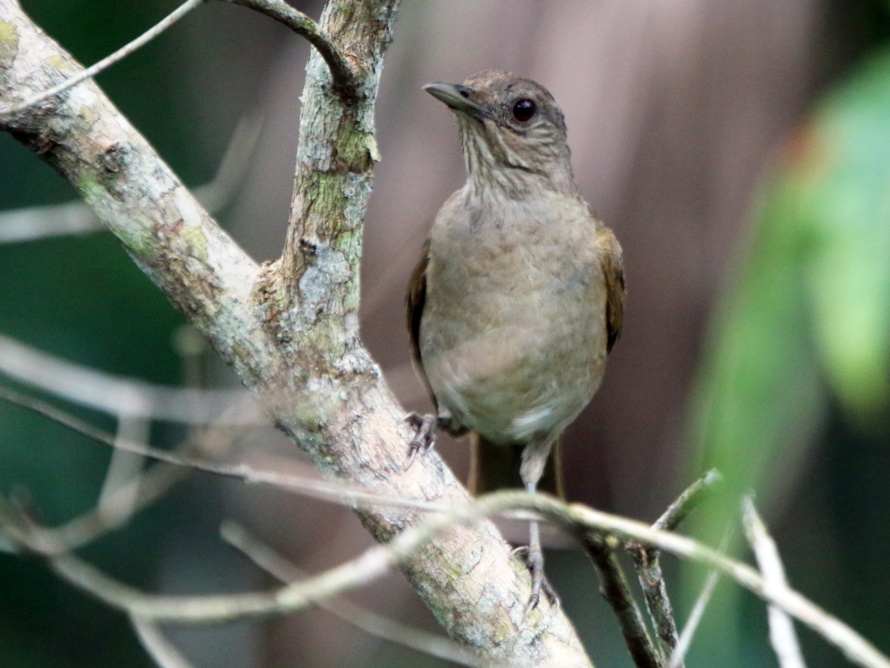 Pale-breasted Thrush - eBird
