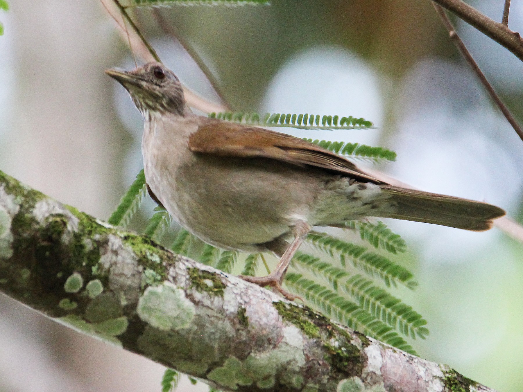 Pale-breasted Thrush - eBird