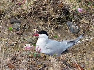 Arctic Tern - eBird