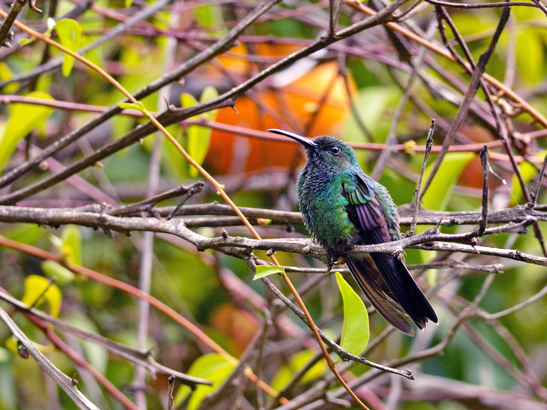 Colibrí Grande Colinegro - eBird