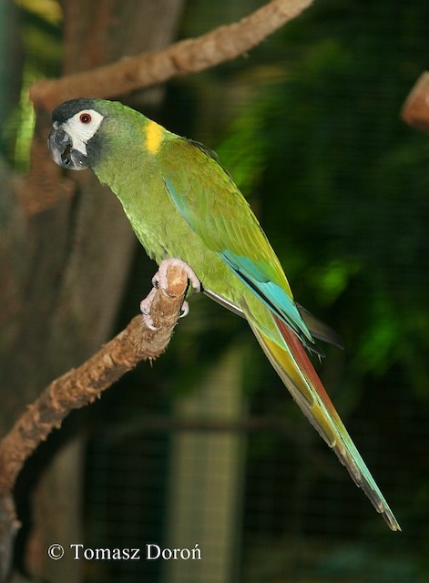 Yellow Collared Macaw